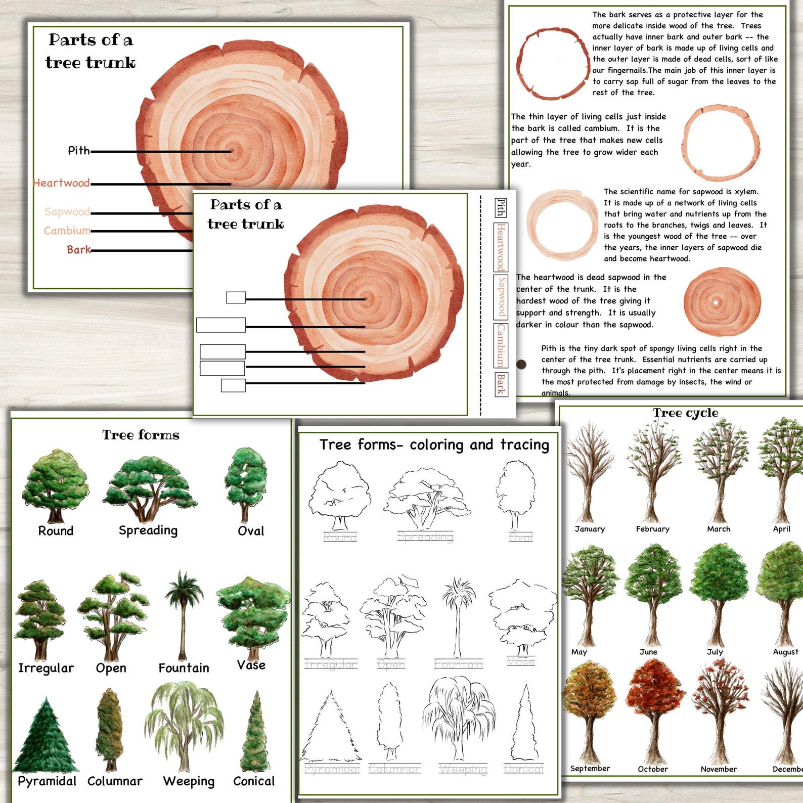 Trees Leaves Unit Study, Tree Forms, Parts of a Tree, Parts of Leaf ...