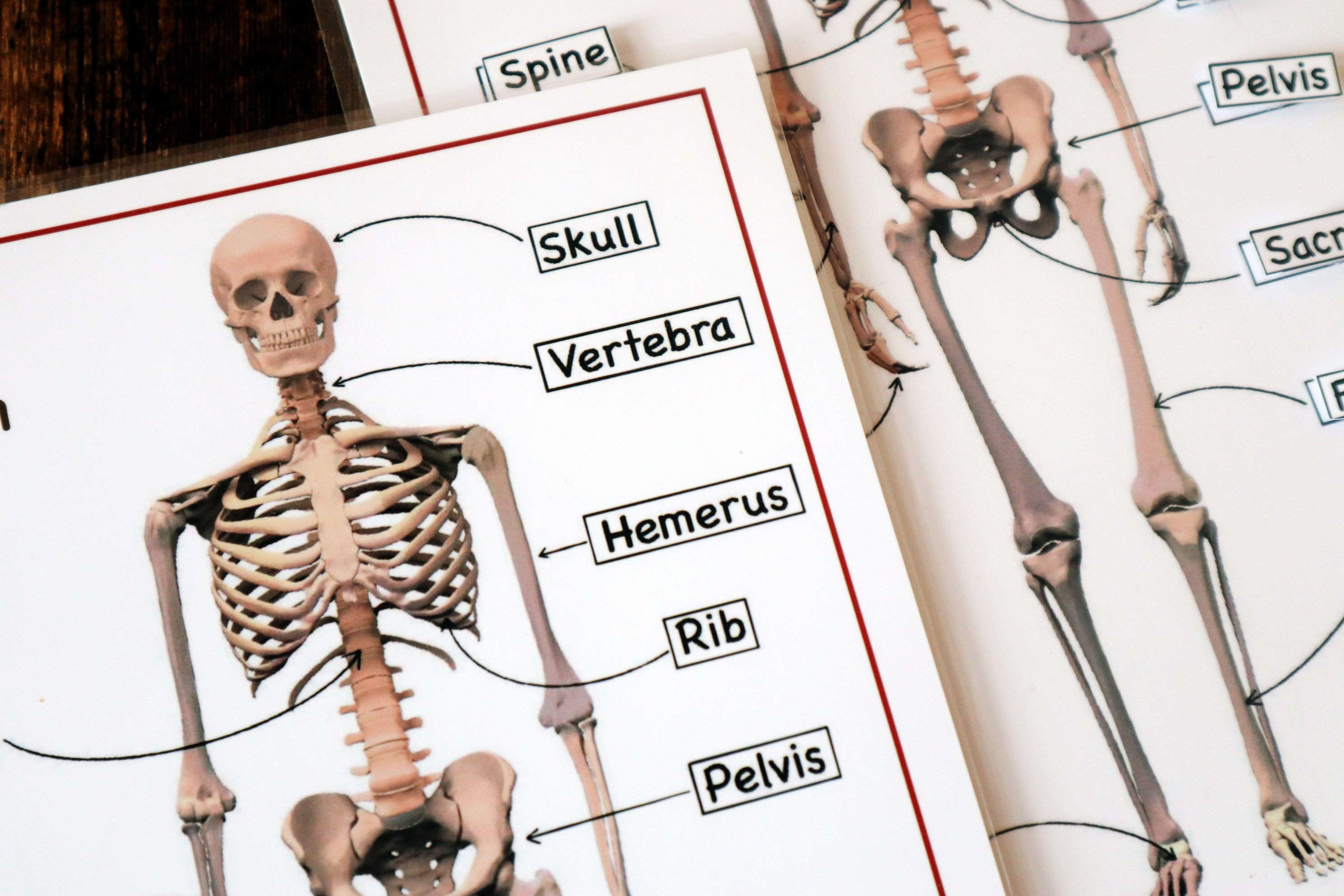 Human Skeleton Printable Activity Human Body Unit Biology - Etsy