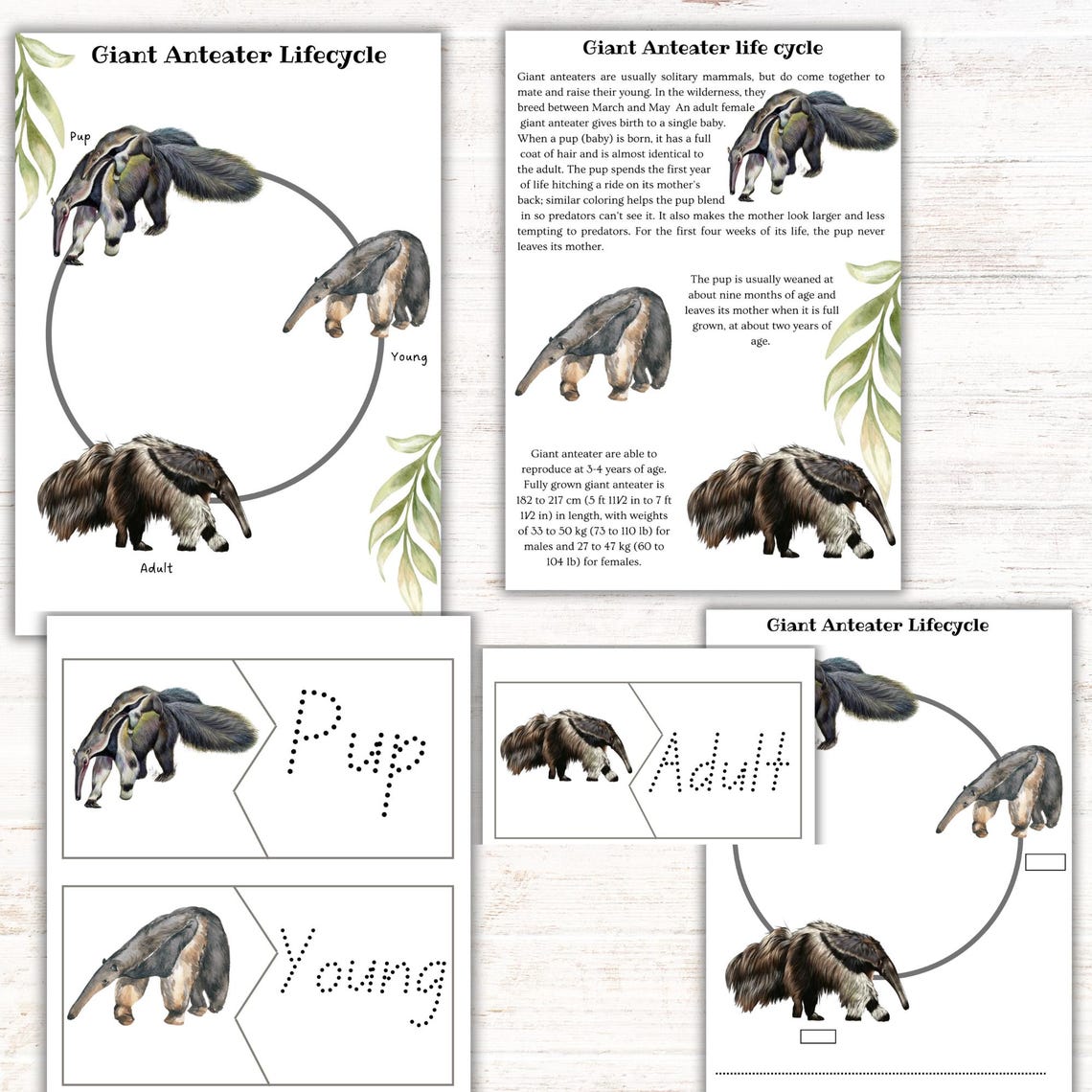 Giant Anteater Mini Unit, Giant Anteater Anatomy, Giant Anteater ...