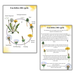 Dandelion Mini Unit Study, Summer Activity, Dandelion Activity, Home ...
