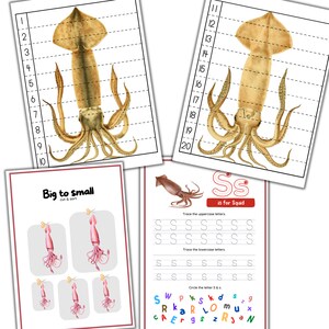 Mollusk Unit Study, Octopus Unit, Squid Unit, Cuttlefish Unit, Sea ...