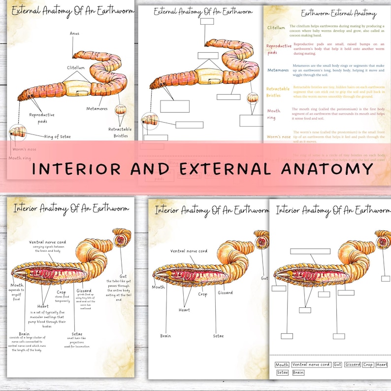 Earthworm Unit Study, Decomposer Unit Study, Nature Study, Homeschool ...