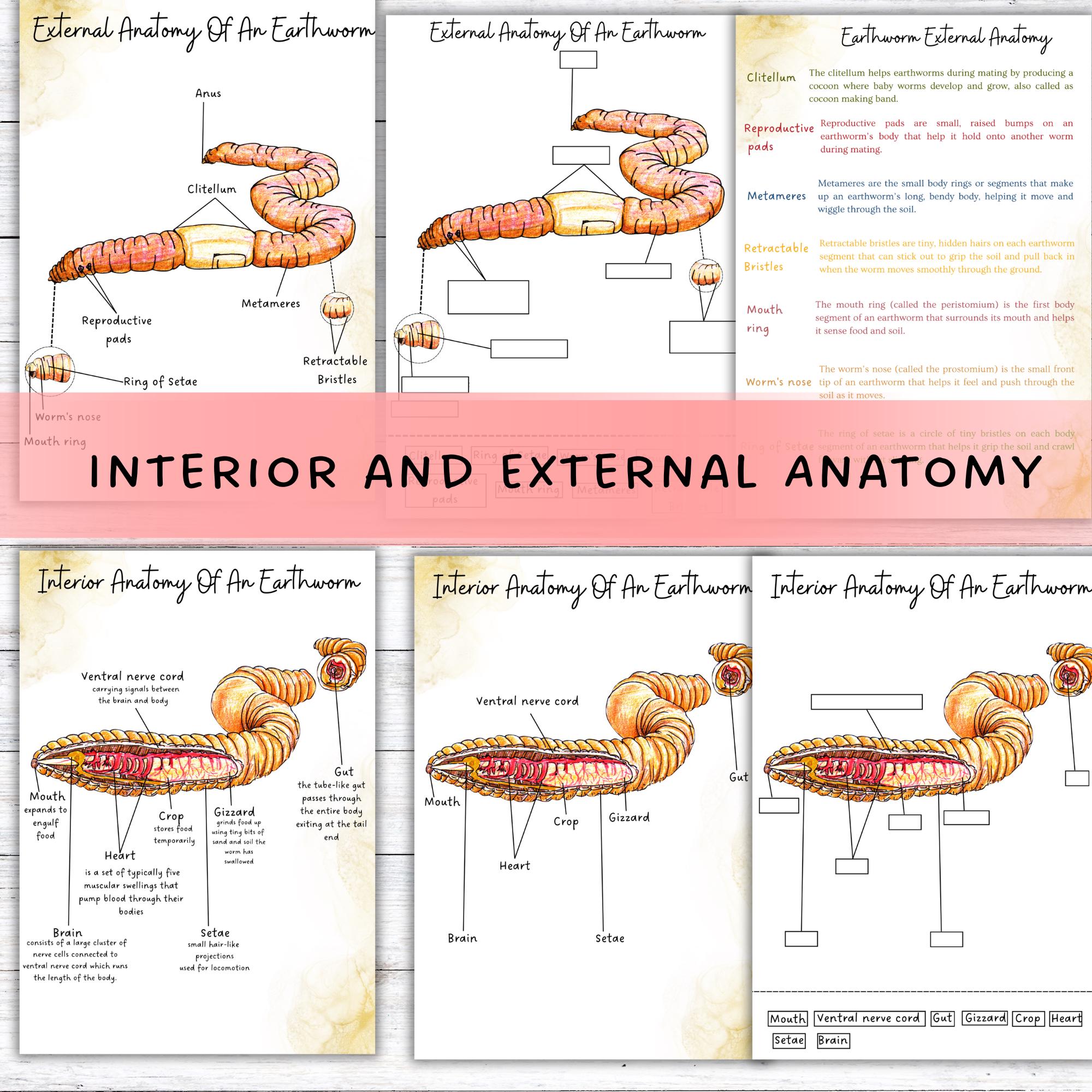 Earthworm Unit Study, Decomposer Unit Study, Nature Study, Homeschool ...