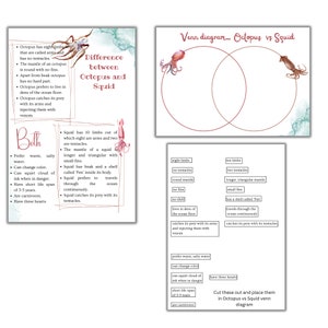 Squid Mini Unit Study, Mollusk Study, Sea Animals Activities, Squid ...