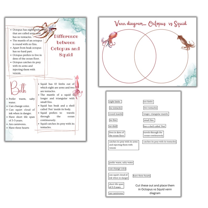 Squid Mini Unit Study, Mollusk Study, Sea Animals Activities, Squid ...