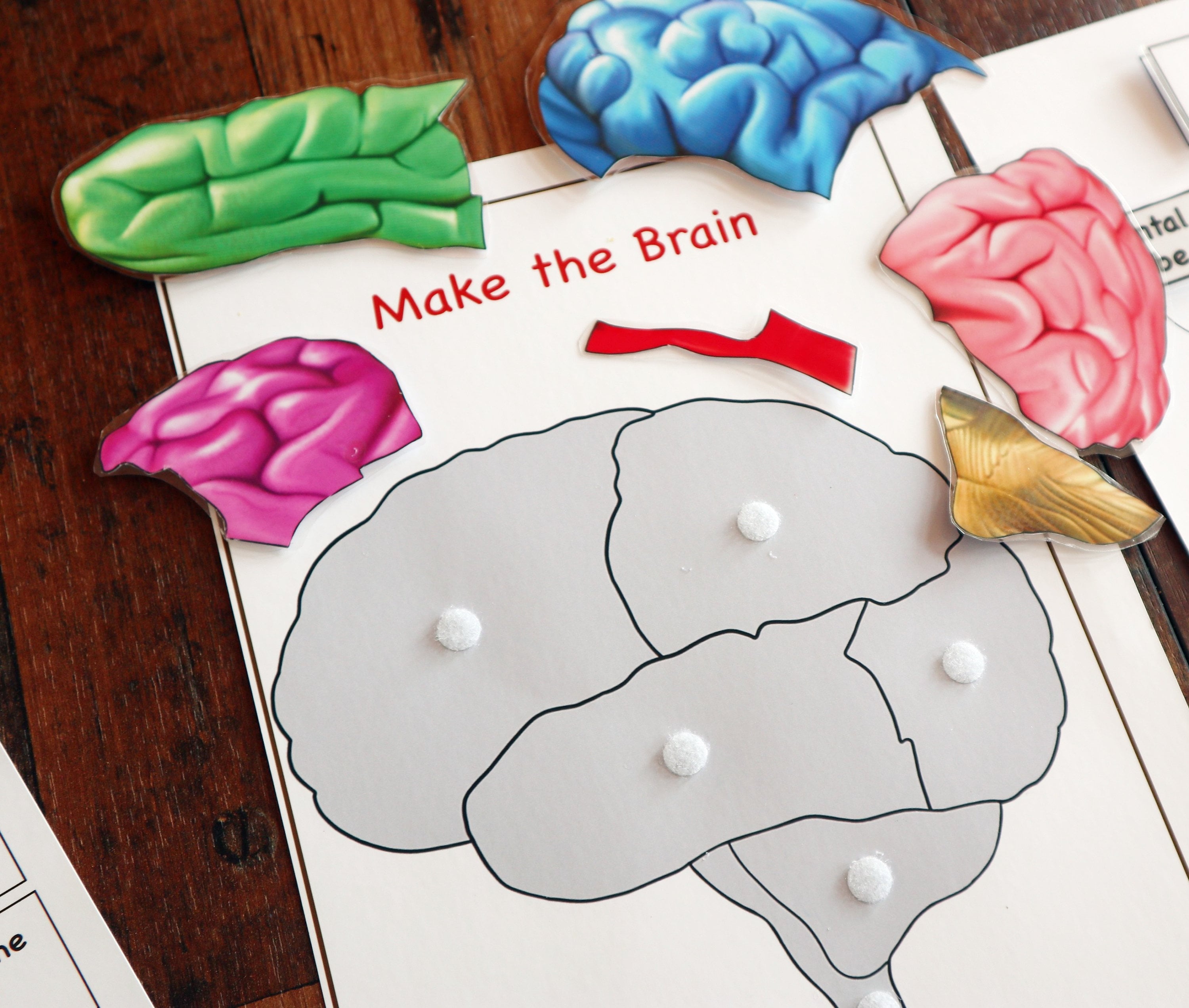 Human Brain Anatomy Printable Activity Brain Puzzle Brain - Etsy