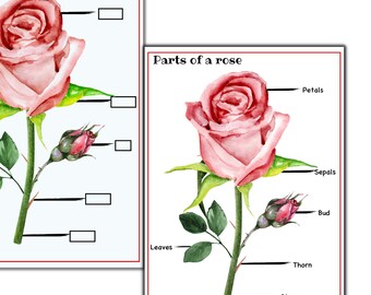 Rose Life Cycle - Etsy