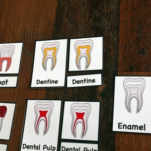 Human Tooth Anatomy Printable Activity, Tooth Nomenclature Cards ...