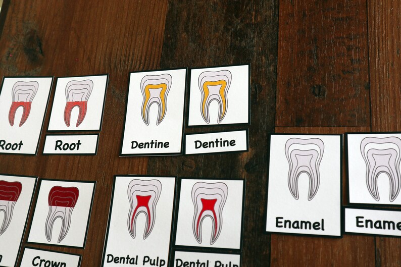 Human Tooth Anatomy Printable Activity, Tooth Nomenclature Cards ...