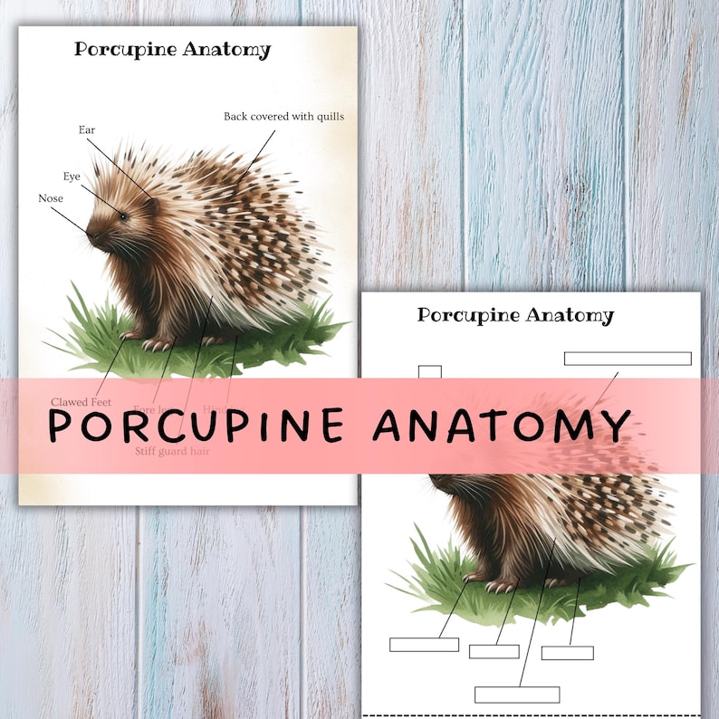 PORCUPINE ANATOMY; Porcupine Printable, Nature Homeschool Printable - Etsy