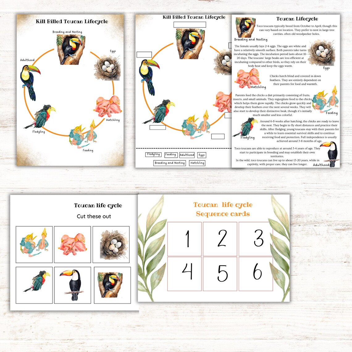 Toucan Unit Study, Toucan Anatomy, Rainforest Animals Unit, Toucan ...