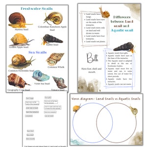 Snail Unit Study, Garden Snail Printable, Nature Study, Summer ...