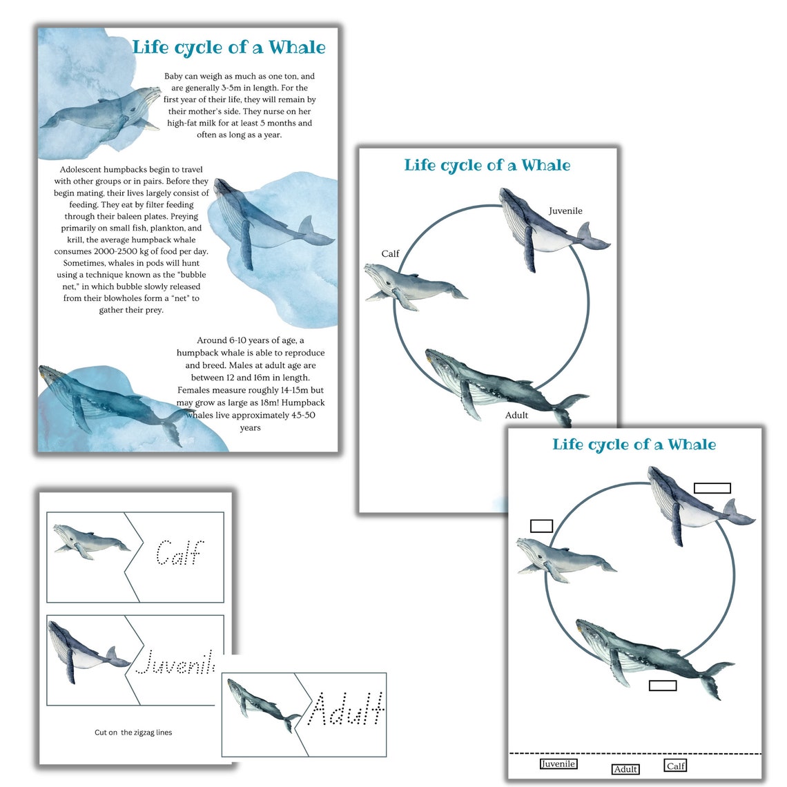 Whale Mini Unit Study, Whale Life Cycle, Whale Anatomy, Nature Study - Etsy
