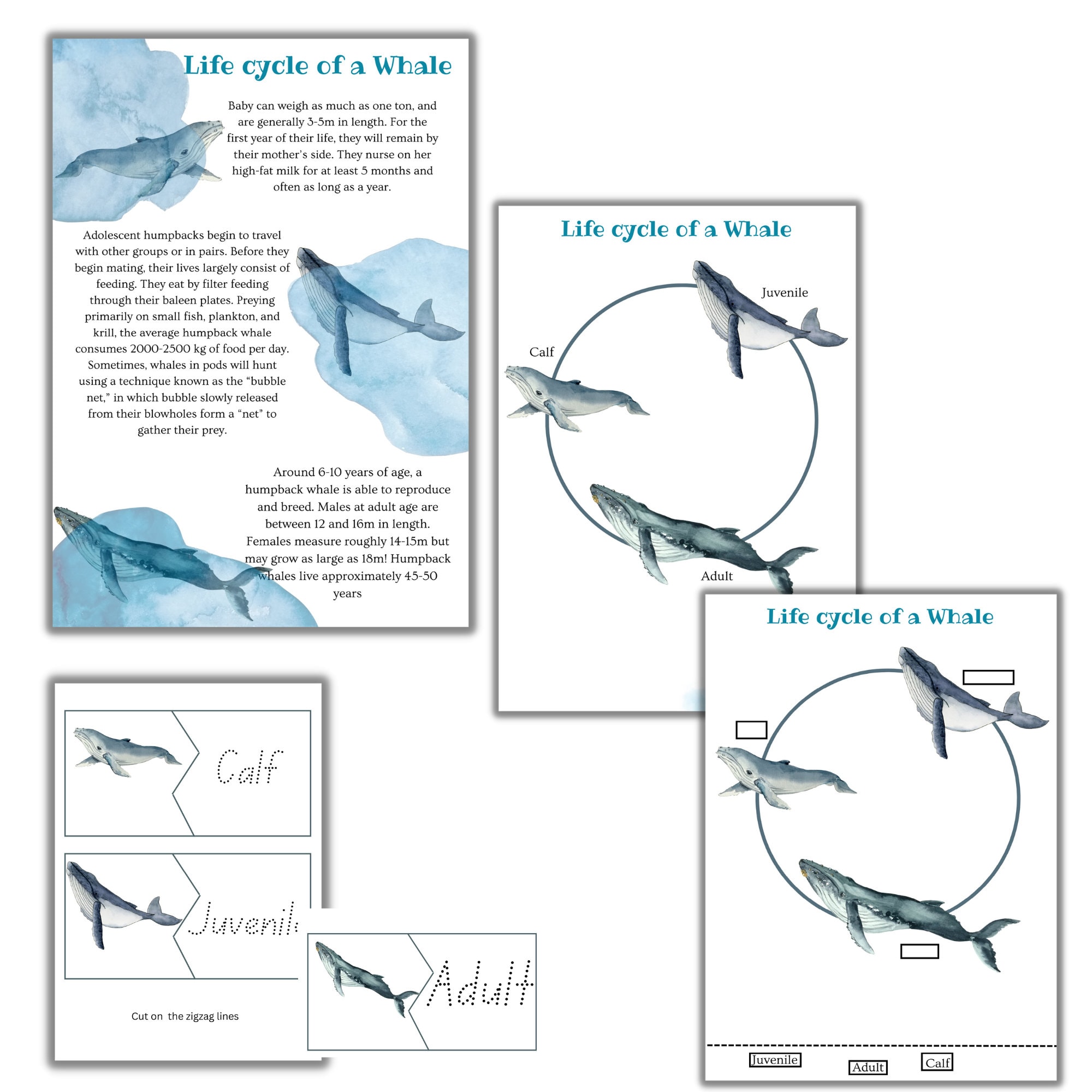 Whale Mini Unit Study, Whale Life Cycle, Whale Anatomy, Nature Study - Etsy