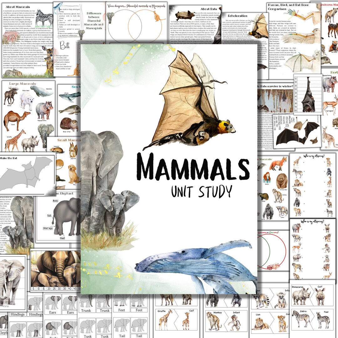 Mammals Unit Study, Elephant Unit Study, Bat Unit Study, Whale Unit ...
