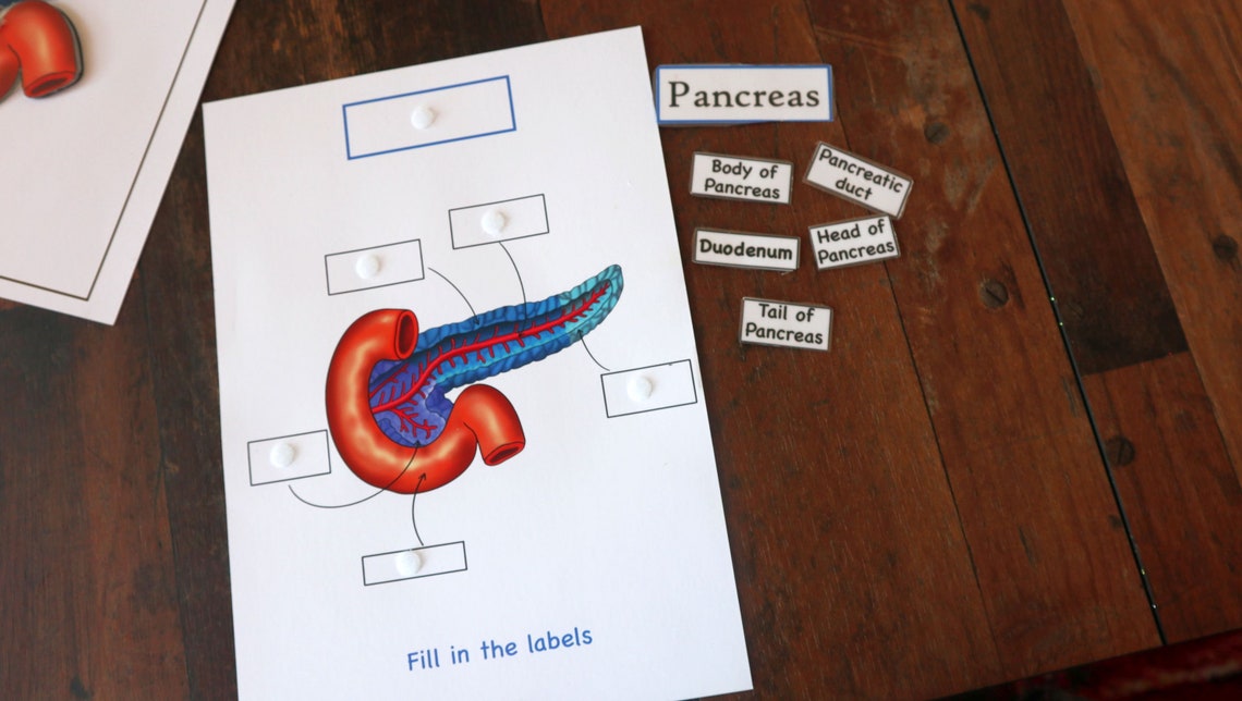Human Pancreas Anatomy Printable Activity Pancreas Puzzle - Etsy