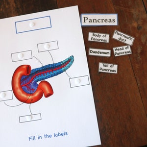 Human Pancreas Anatomy Printable Activity, Pancreas Puzzle ...