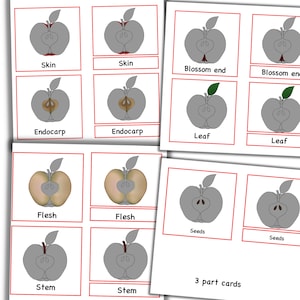 Apple Unit Study, Apple Anatomy, Parts of an Apple, Apple Printable ...