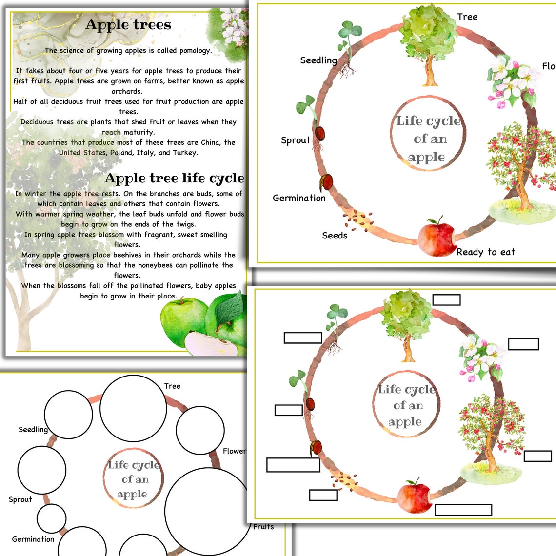 Apple Unit Study, Apple Anatomy, Parts of an Apple, Apple Printable ...