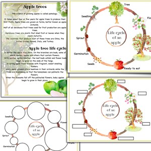 Apple Unit Study, Apple Anatomy, Parts of an Apple, Apple Printable ...