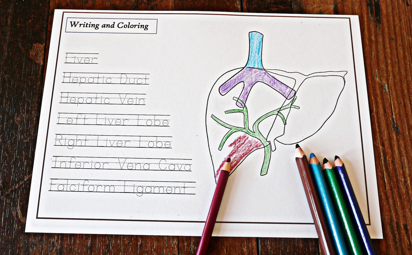 Human Liver Anatomy Printable Activity Liver Puzzle Liver - Etsy UK