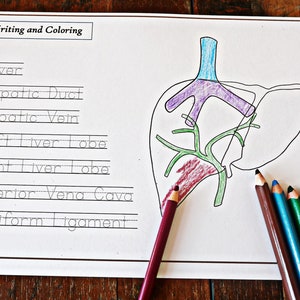 Human Liver Anatomy Printable Activity, Liver Puzzle, Liver ...