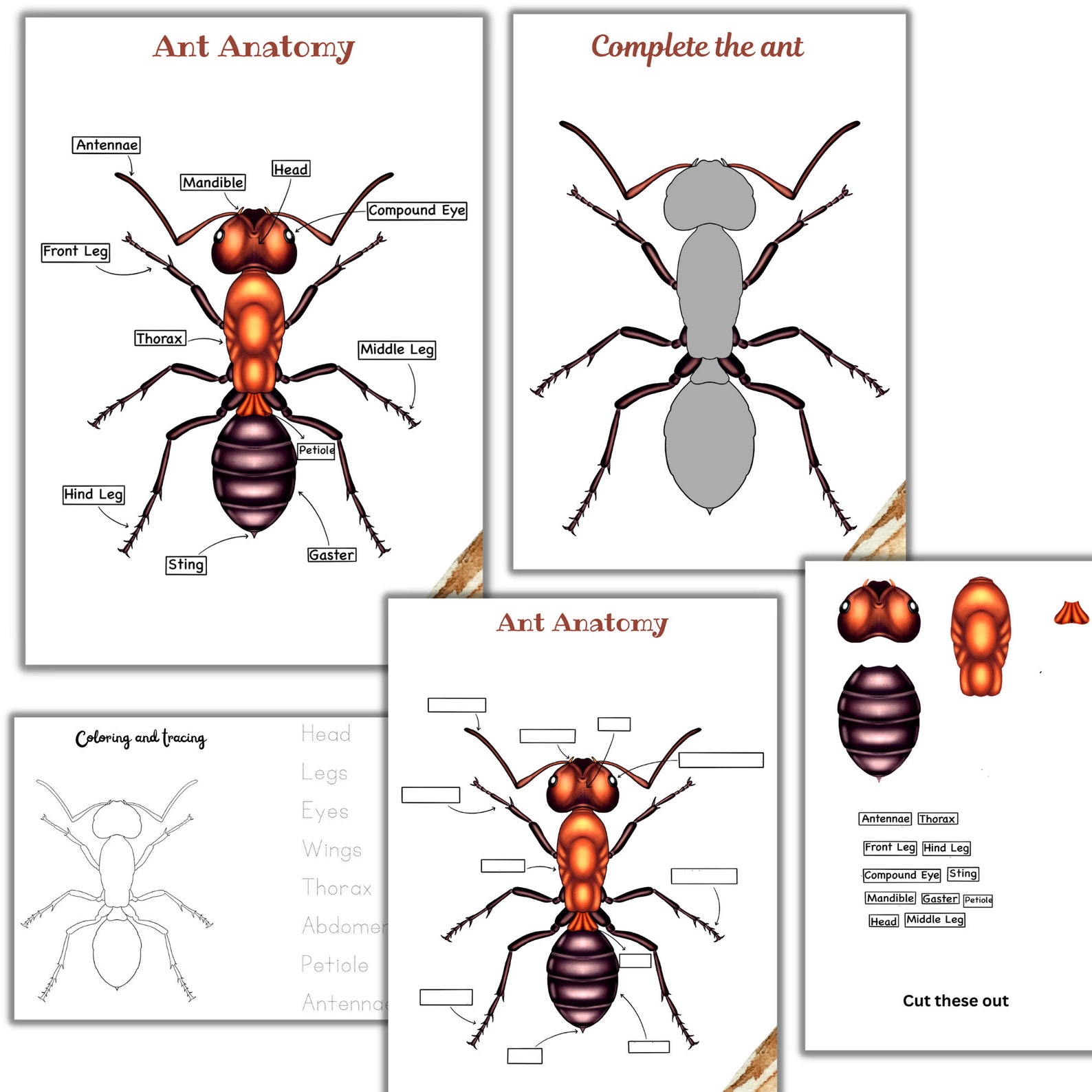 Ant Mini Unit Study, Ant Printable Puzzle, Ant Printable Activities ...