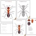 Ant Mini Unit Study, Ant Printable Puzzle, Ant Printable Activities ...