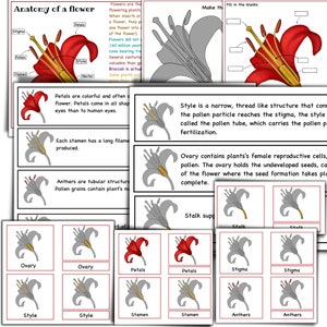 Flowers Unit Study,parts of Flower, Sunflower Life Cycle, Spring Unit ...