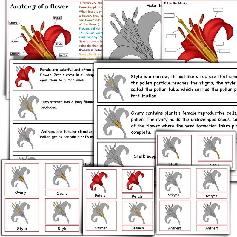 Flowers Unit Study,parts of Flower, Sunflower Life Cycle, Spring Unit ...