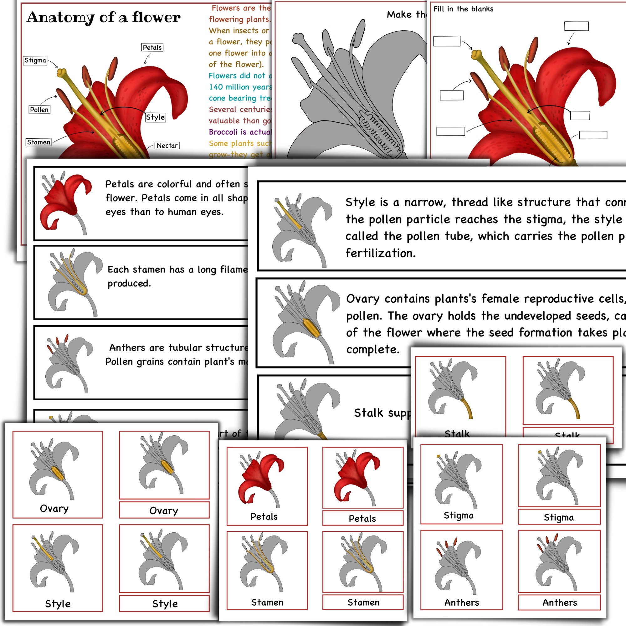 Flowers Unit Study,parts of Flower, Sunflower Life Cycle, Spring Unit ...