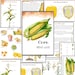Birds Unit Study, Bird Anatomy, Bird Montessori 3 Part Cards, Owl Unit ...