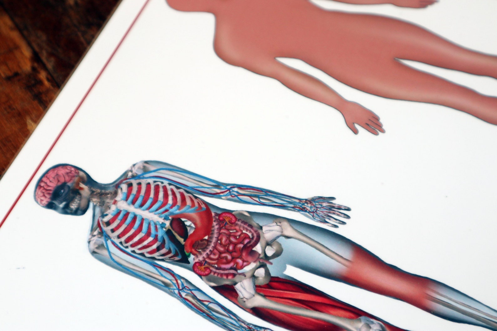 Human Skeleton Printable Activity Human Body Unit Biology - Etsy UK