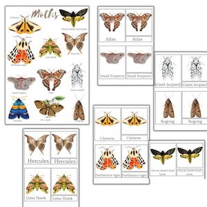 Moth Unit Study, Luna Moth Printable Puzzle, Luna Moth 3 Part Cards ...