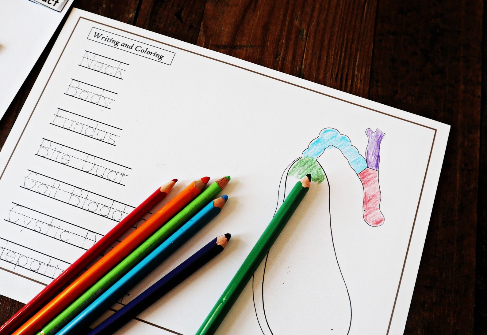 Human Gallbladder Anatomy Printable Activity, Gallbladder Puzzle ...