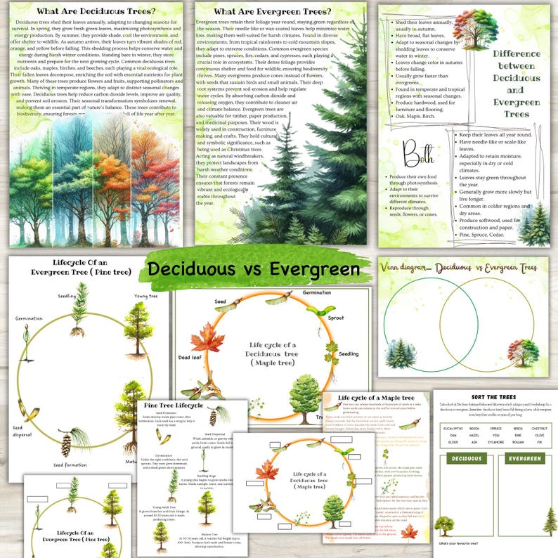 BOTANY Bundle, Flower Unit, Roots Unit, Fruits Unit, Trees Unit, Leaf ...