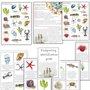 Beach Unit Study, Crab Unit Study, Seashore Animals, Lobster Anatomy ...