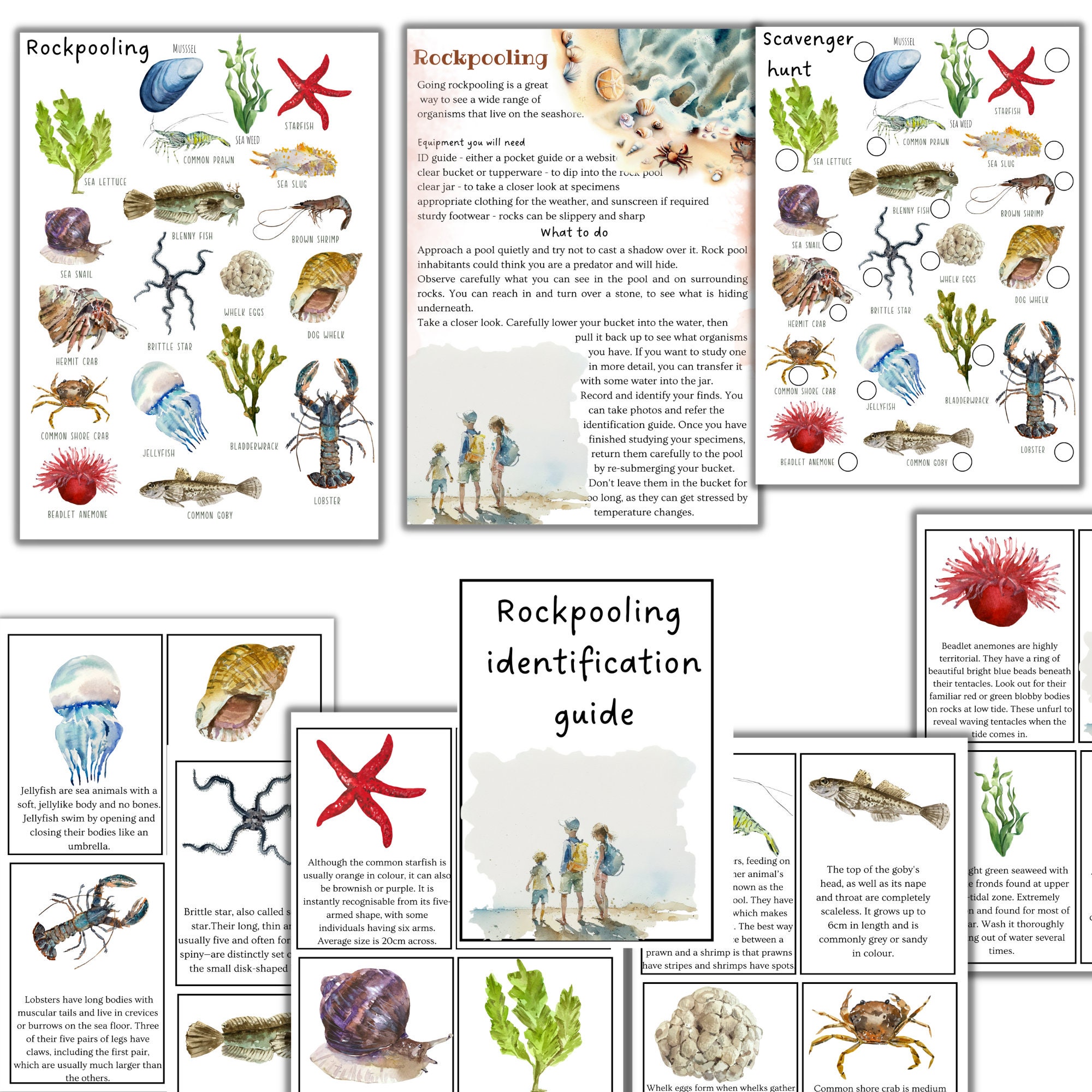 Beach Unit Study Crab Unit Study Seashore Animals Lobster - Etsy