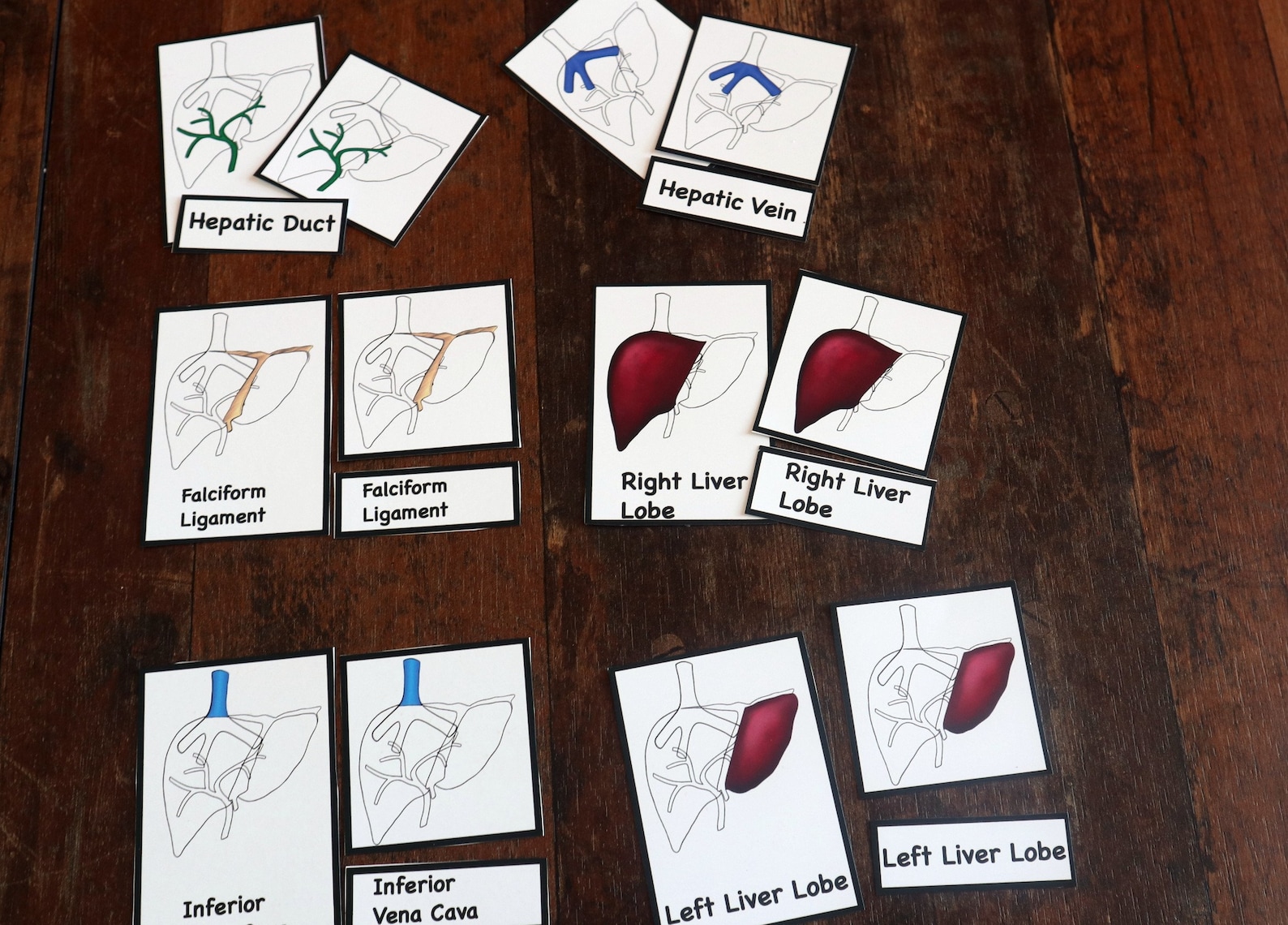 Human Liver Anatomy Printable Activity, Liver Puzzle, Liver ...