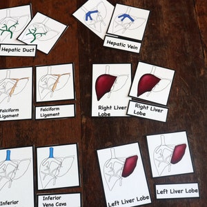 Human Liver Anatomy Printable Activity, Liver Puzzle, Liver ...