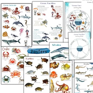 Ocean Unit Study, Ocean Layers, Ocean Animals Study, Ocean Families ...