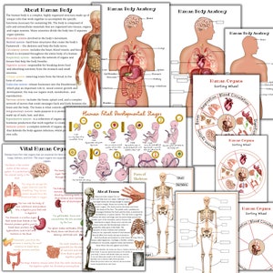 Human Body Unit Study, Skeleton Anatomy, Heart Anatomy, Brain Anatomy ...