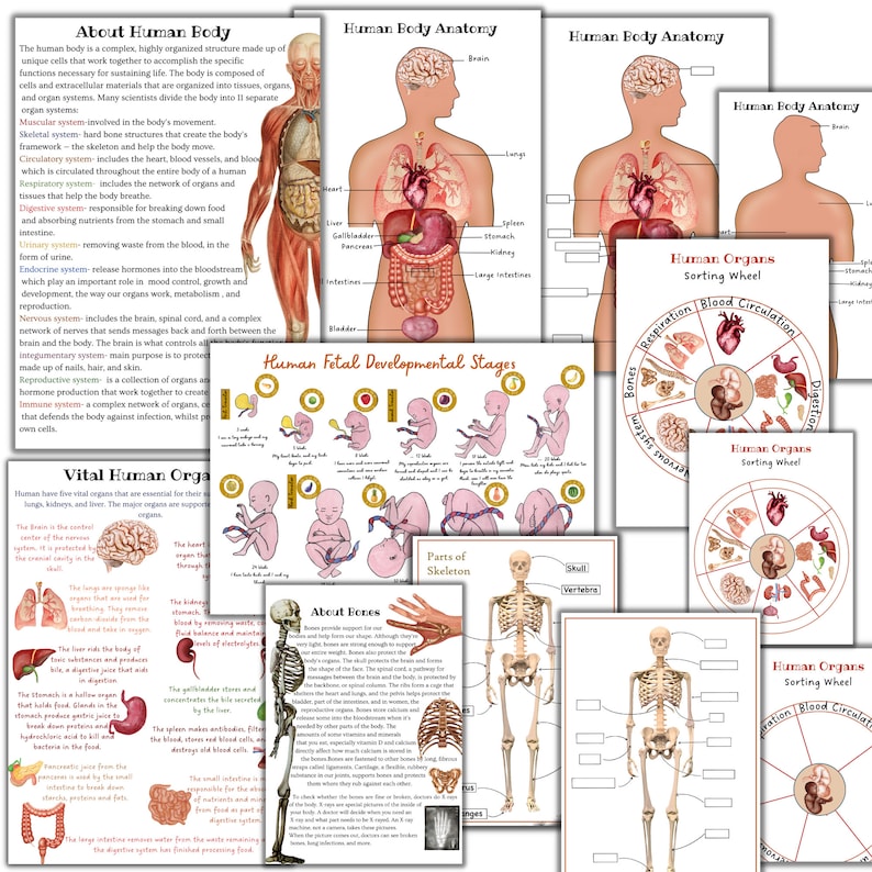 Human Body Unit Study Skeleton Anatomy Heart Anatomy Brain - Etsy