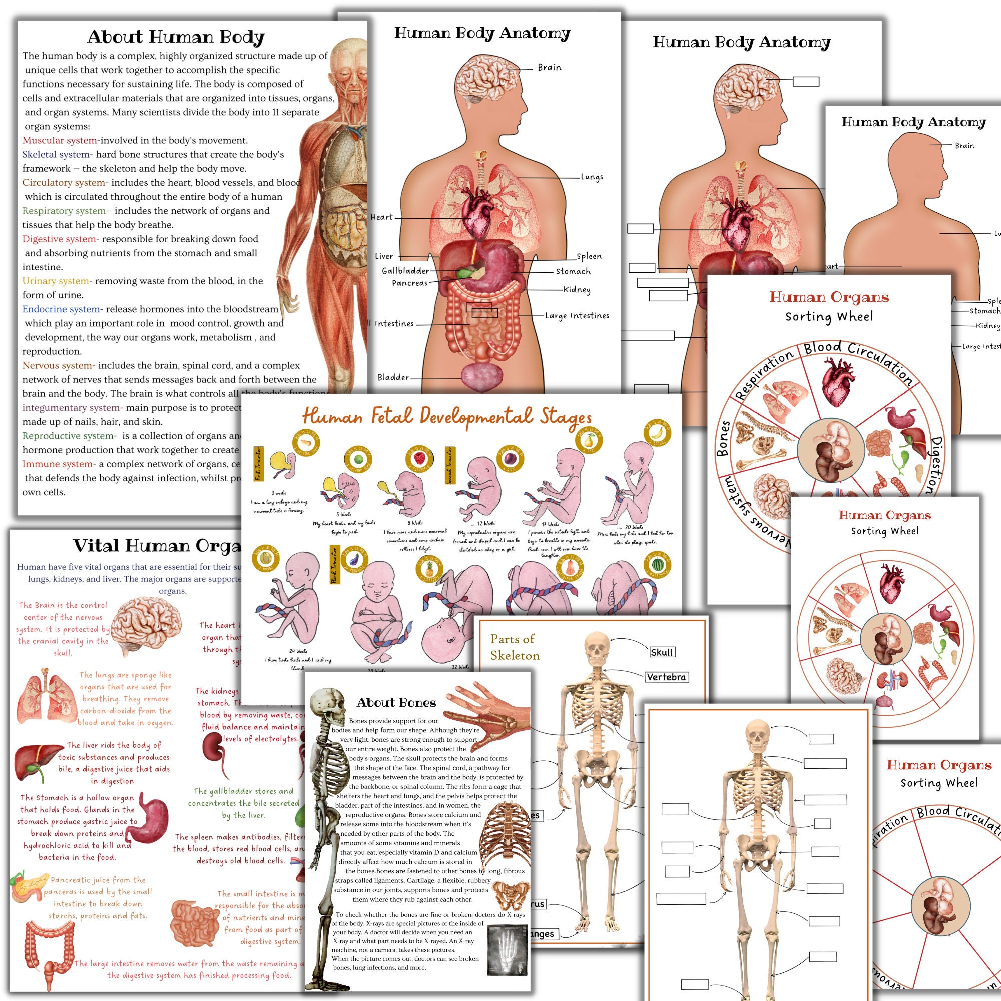 Human Body Unit Study, Skeleton Anatomy, Heart Anatomy, Brain Anatomy ...