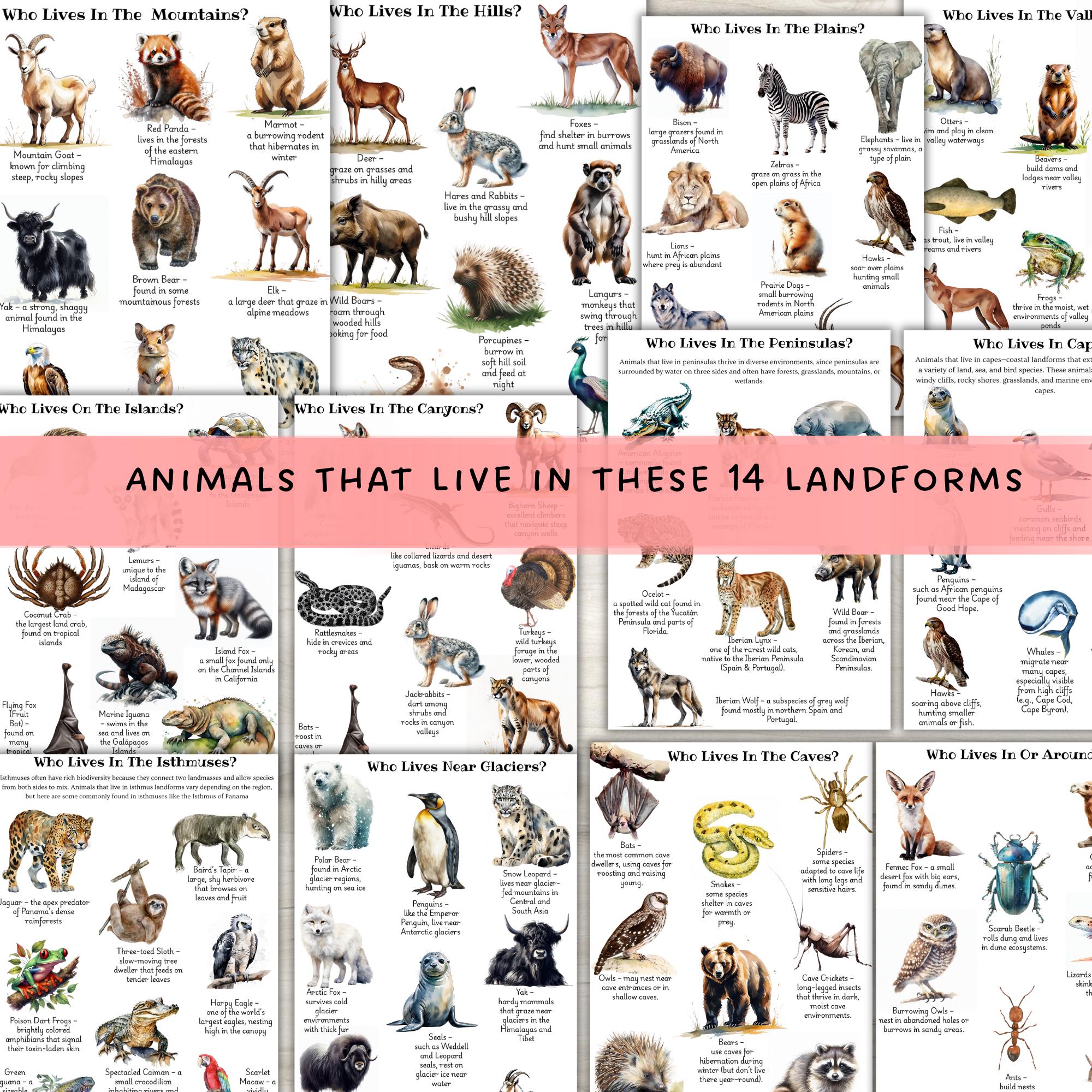 Landforms Unit Study, Geography Unit, Geography Homeschool, Landform ...