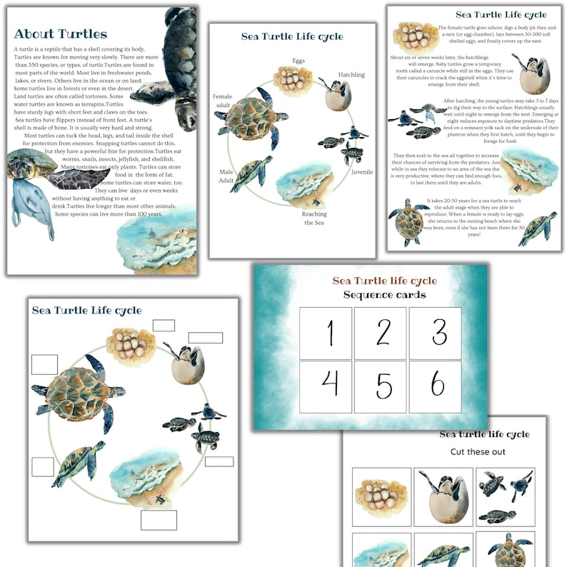 Sea Turtle Mini Unit, Turtle Printable Puzzle, Turtle 3 Part Cards ...