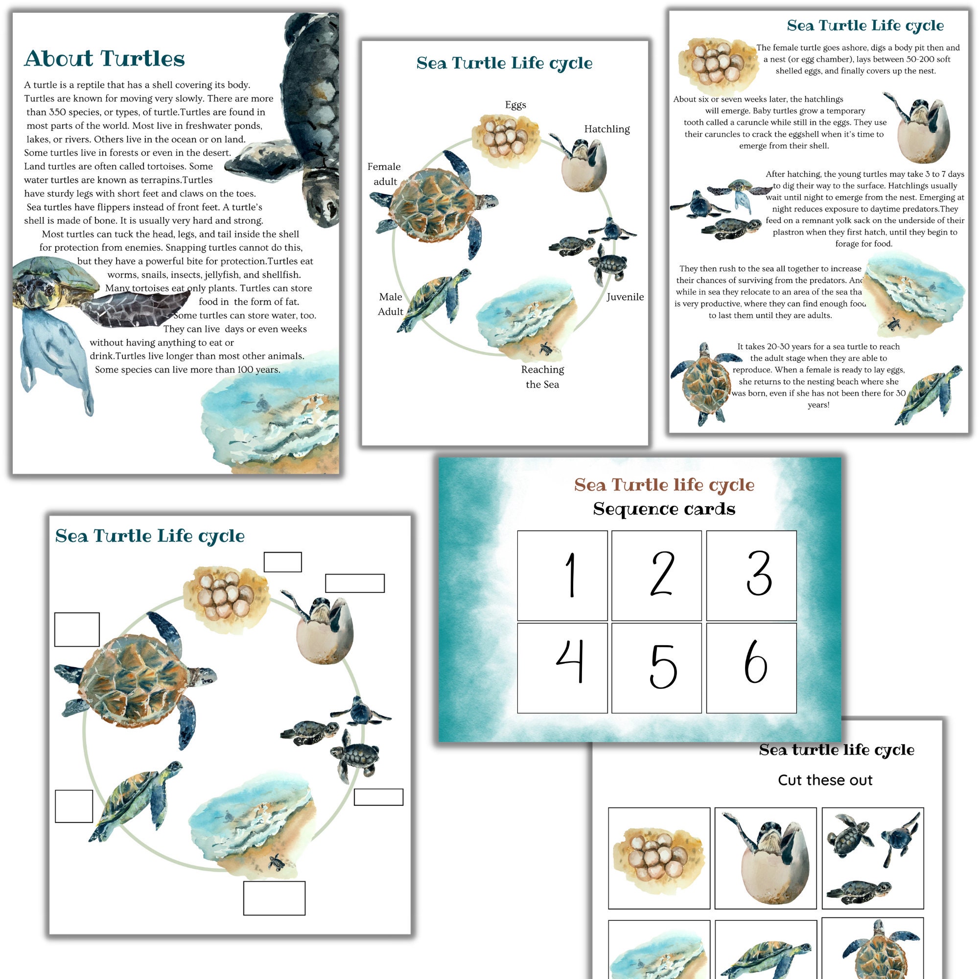 Sea Turtle Mini Unit, Turtle Printable Puzzle, Turtle 3 Part Cards ...