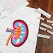 Human Kidney Anatomy Printable Activity, Kidney Puzzle, Kidney 3 Parts ...