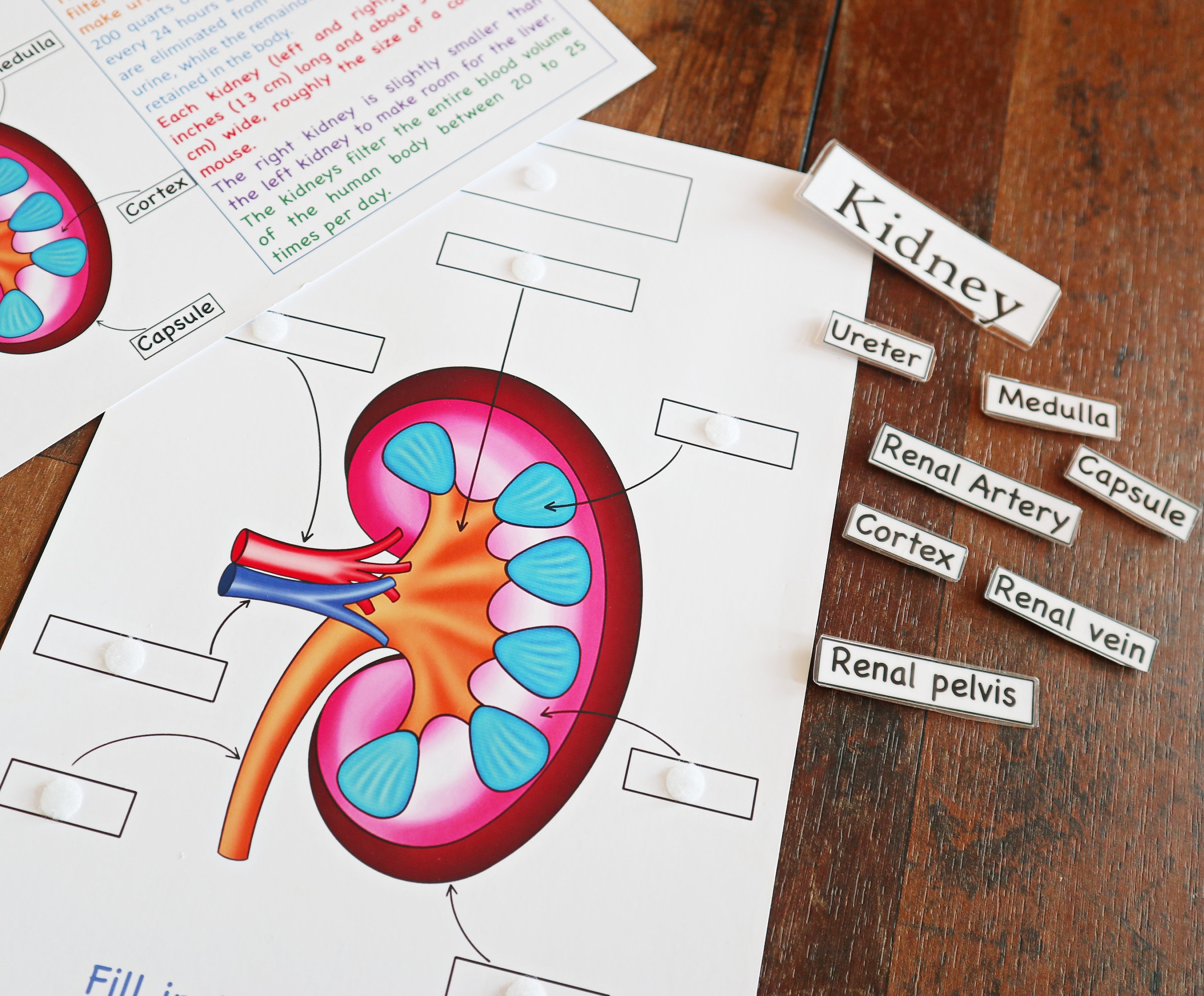 Human Kidney Anatomy Printable Activity Kidney Puzzle Kidney - Etsy UK