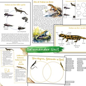 Amphibian Unit Study, Frogs Unit Study, Frogs 3 Part Cards, Frog ...